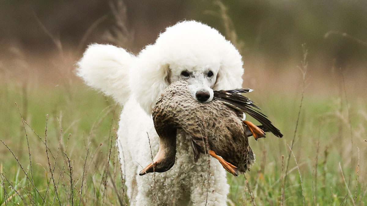 Are Poodles Gun Dogs