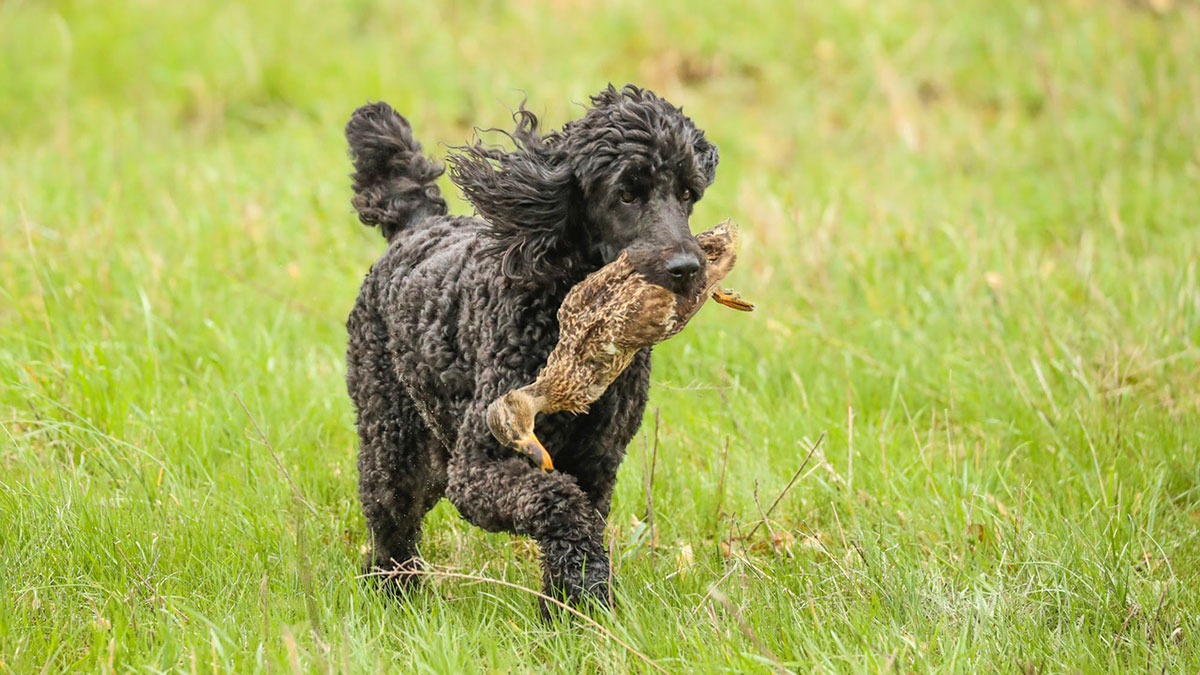 2018 National Hunting Test Results - The Poodle Club of America
