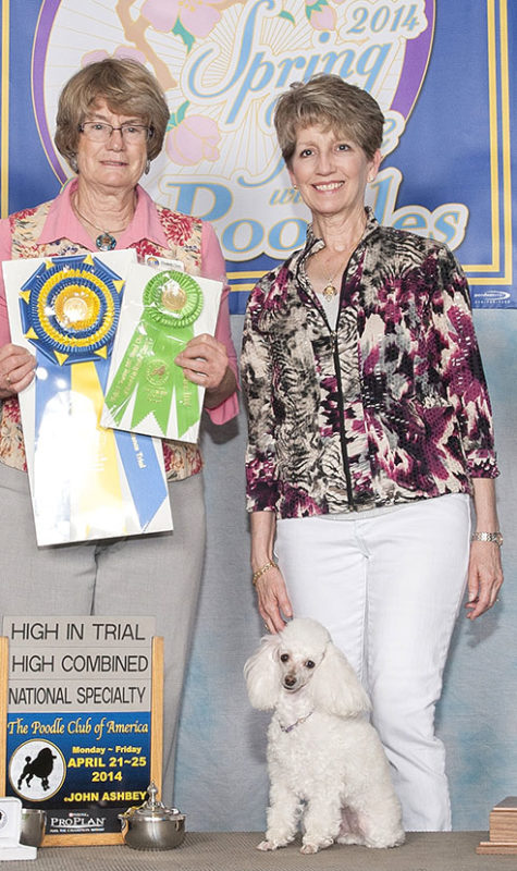 AKC Activities for Poodles - The Poodle Club of America