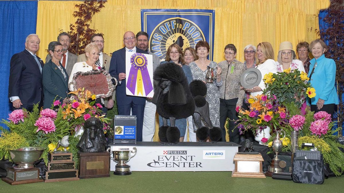 2019 National Standard Winner Photos - The Poodle Club of America