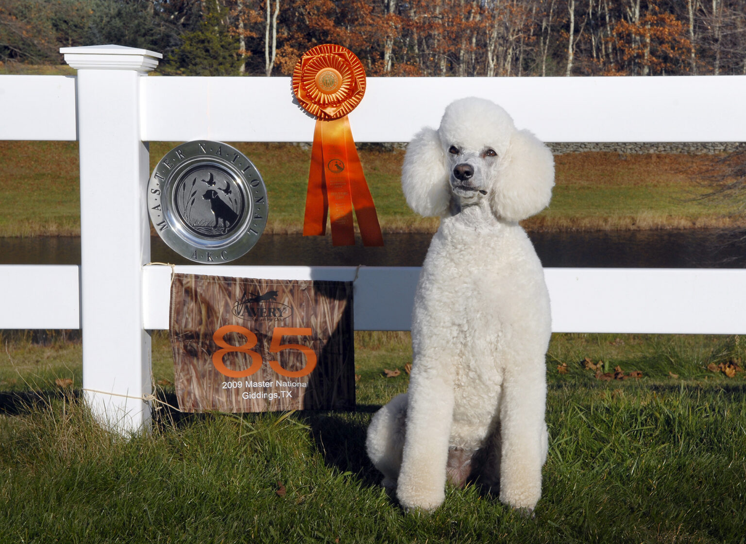 First Standard Poodle Earns AKC MNH Title - The Poodle Club of America